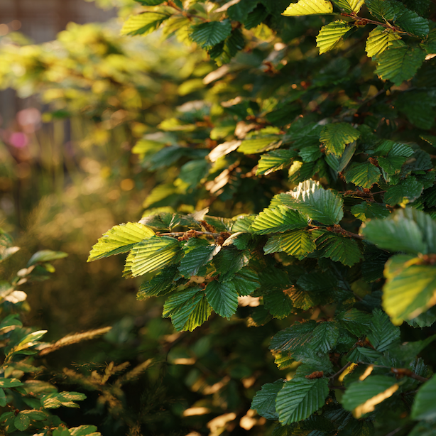 Řez habru – kdy a jak tvarovat živý plot i solitér