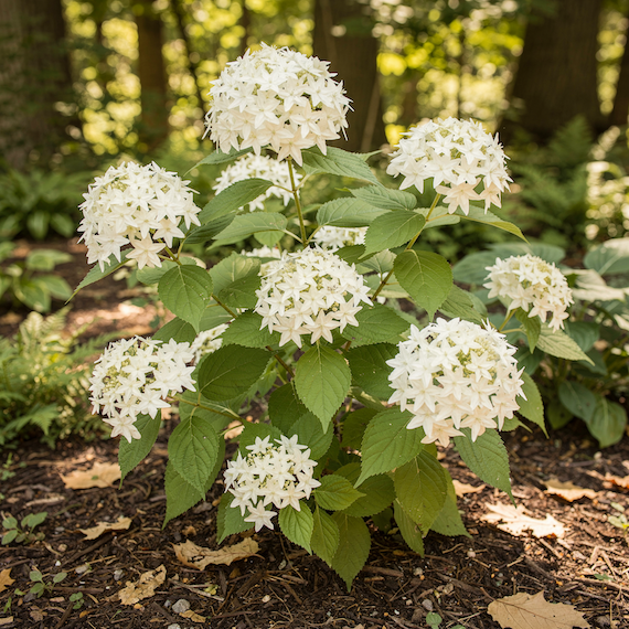 Hortenzie stromečkovitá 'Hayes Starburst' (Hydrangea arborescens 'Hayes ...